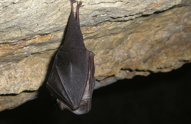 Minister Noonan urges rare Irish bats to hang in there at conservation ...