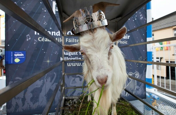 Department of Agriculture to review Puck Fair goat situation after ...