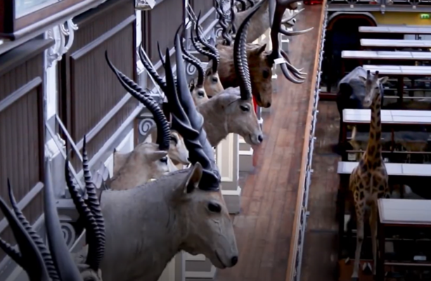 'It's wonderful to be back': Dublin's Dead Zoo booked out just weeks ...