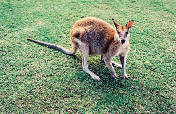 Break for the border: Search party launched for on the run Wallaby