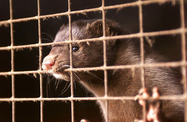 Denmark to allow mink breeding to resume next year · TheJournal.ie