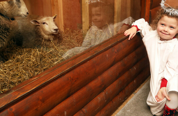 Scrapping of Mansion House live crib a 'progressive step', says animal ...