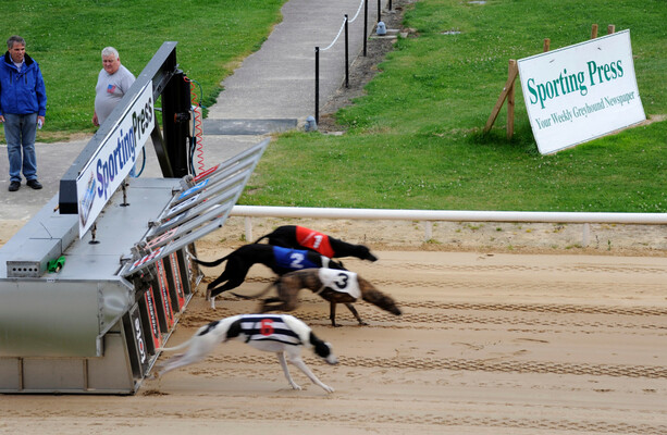 Irish greyhound racing industry is closer to a breeding industry, PAC hears