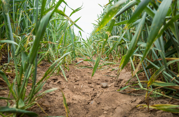 Better food 'cold chains' are crucial for climate and world hunger ...