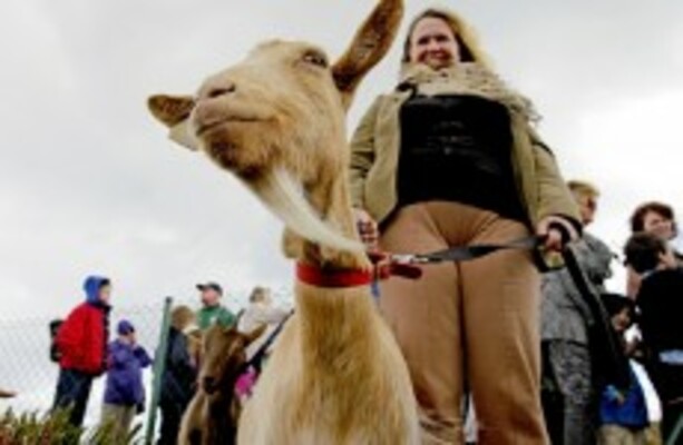 In pictures: three goats released on Howth Head · TheJournal.ie