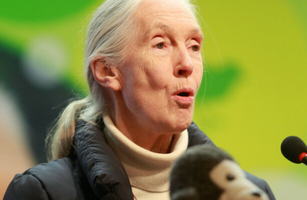 Citizens' Assembly on biodiversity to hear from Dr Jane Goodall at ...