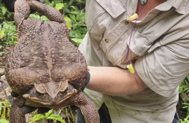 'Toadzilla': Record-breaking cane toad found in Australia believed to ...