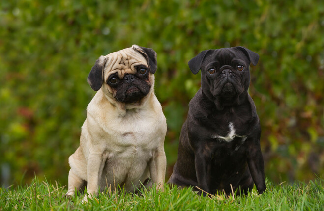 Should Pugs Be Banned
