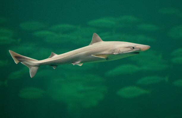 Remains of man missing for 10 days in Argentina found inside shark