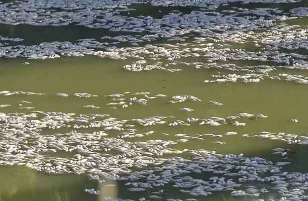 Millions of dead fish wash up in Australian river after flooding and ...
