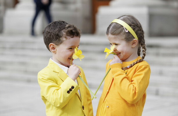 Poll Have You Ever Donated For Daffodil Day · Thejournal Ie