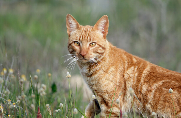 New Zealand feral cat-killing competition for kids is axed after backlash