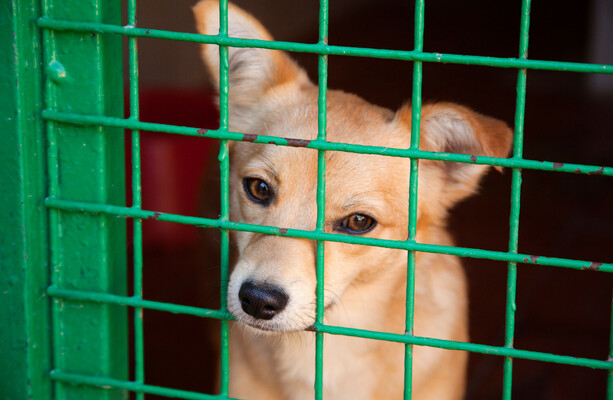'National crisis in animal welfare': post-pandemic surge in cruelty ...
