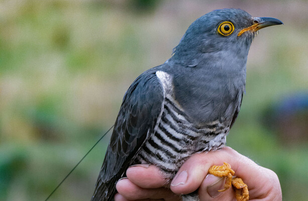 Tracking project aims to solve mystery of where Irish cuckoos migrate ...