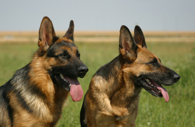 Two German Shepherds to be rehomed after avoiding destruction following ...