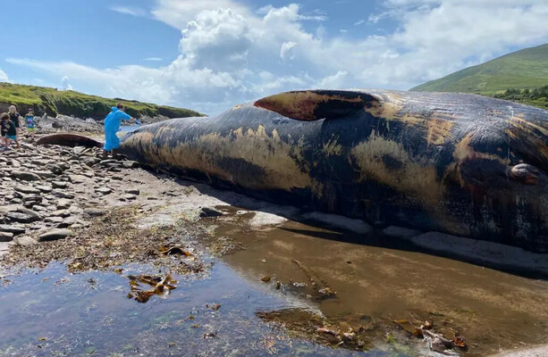 Not possible to carry out post mortem on fin whale that washed up on Co ...