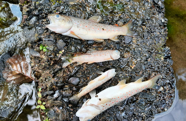 Investigation launched after at least 2,000 fish found dead in 'serious ...