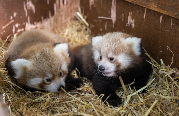 Three critically endangered red panda cubs born at Fota Wildlife Park ...