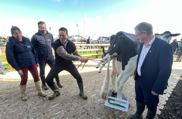 Ireland's agriculture students to get 22 life-size model cows to learn ...