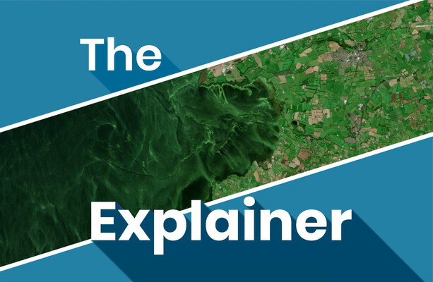 The Explainer: Lough Neagh has been hit by an algal bloom disaster ...