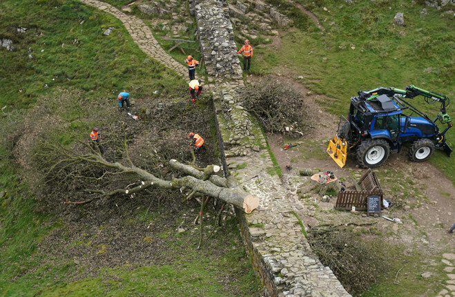 Teenager arrested after famous Sycamore Gap tree was felled will face ...