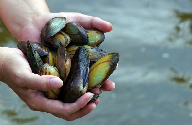 Landowner who decimated rare mussel habitat fined €11k, ordered to ...