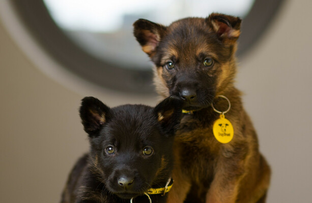 'Dog crisis' in Ireland after six puppies found dumped in a plastic bag ...