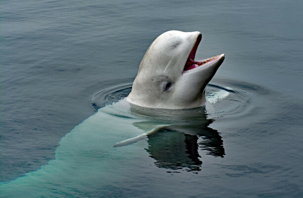 Sitdown Sunday: The Beluga whale who escaped the Russian Navy