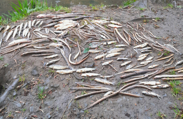 Uisce Éireann pleads guilty to two water pollution charges over north ...