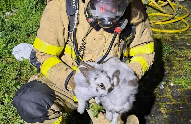 Dublin firefighters rescue some 'furry family members' from Drimnagh ...