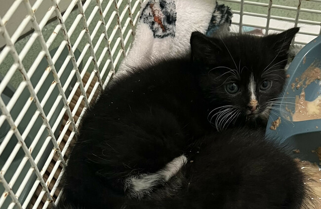 DSPCA launch Kitten Season Task Force amid overwhelming drain on resources