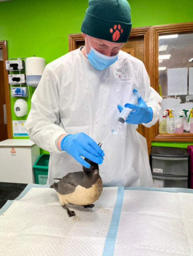 Wildlife rescuers caring for 96 birds after oil spill, as public urged ...