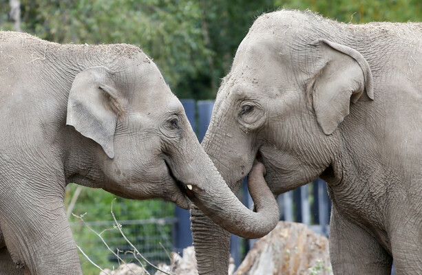 Fourth elephant tests positive for virus that killed two elephants in zoo