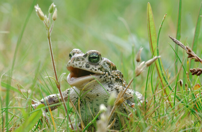 Hundreds of endangered natterjack toads released into wild in dunes at ...
