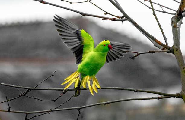 Birdwatch Ireland urges capture of rose-ringed parakeet to curb spread ...
