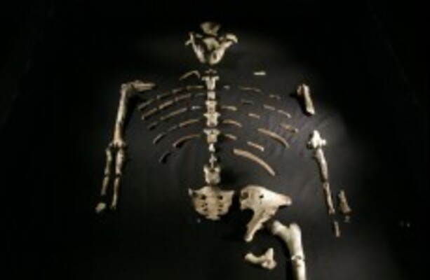 Human ancestor walked like man, climbed like ape · TheJournal.ie