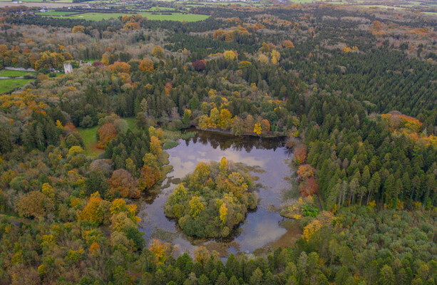 Restoring Ireland's biodiversity forestry is crucial for nature and ...