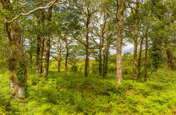 Government's policy 'insufficient' to halt or reverse decline of ...