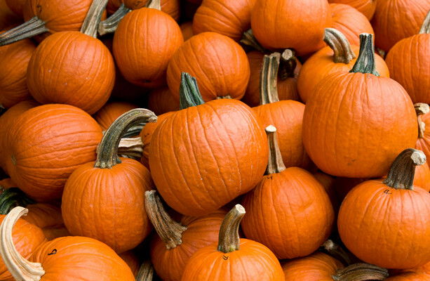 Quiz: How much do you know about pumpkins? · TheJournal.ie