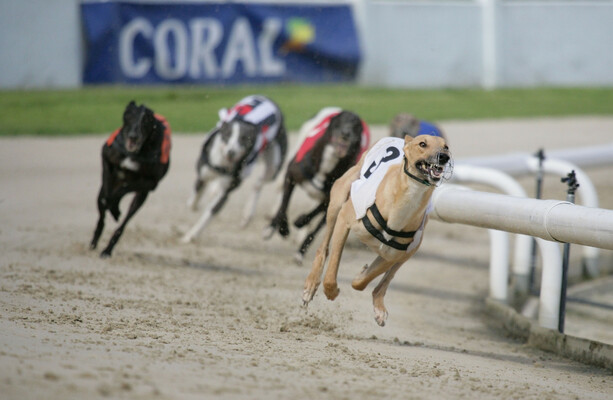 Dáil told greyhound racing is 'integral to our social fabric' as it ...