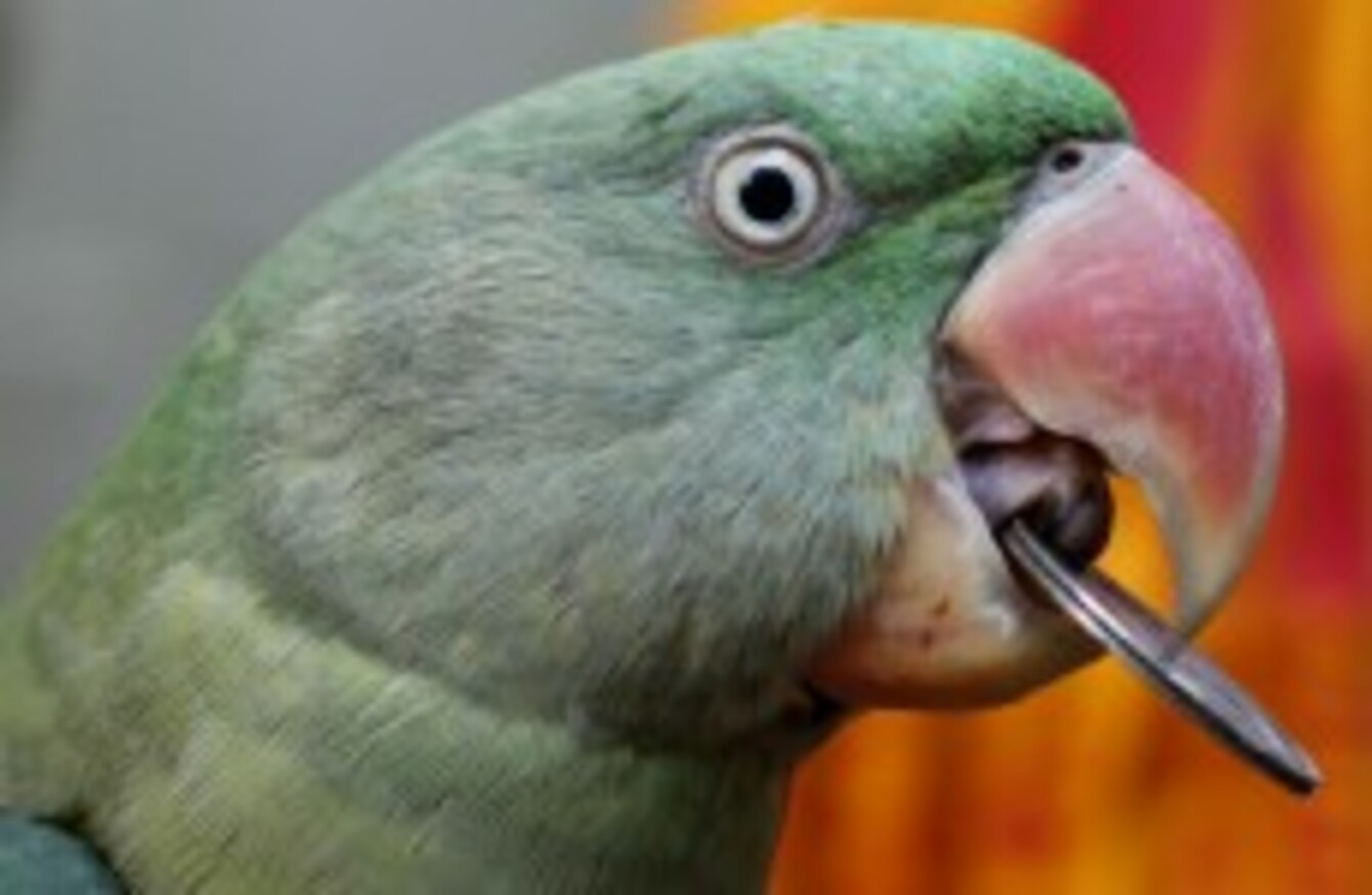 Foul mouthed parrot will bite and tell you to f**k off · The Daily Edge