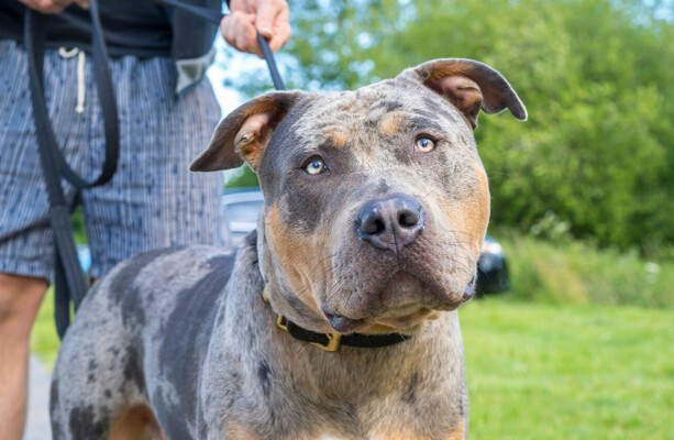 What does today's High Court injunction mean for the XL Bully ban?