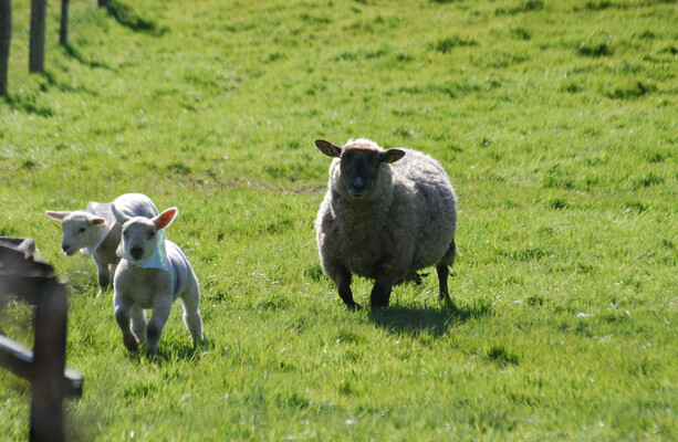 Pregnant women warned to stay away from sheep during lambing season due ...