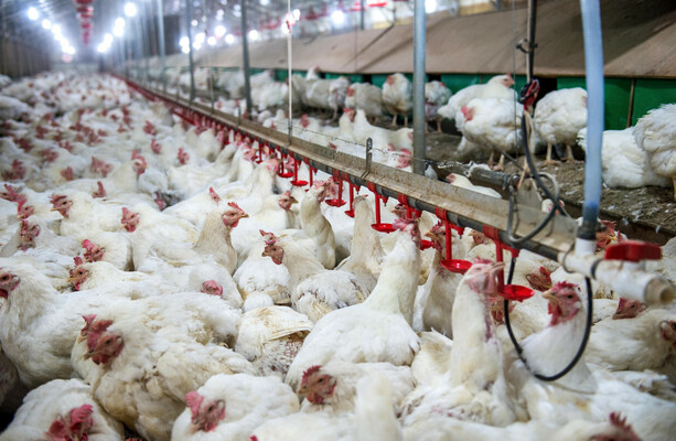 Debunked: No evidence Bill Gates funded project to make bird flu ...