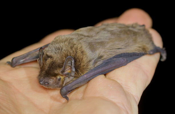 High Court rules that error over single bat should not stop €1.2bn data ...