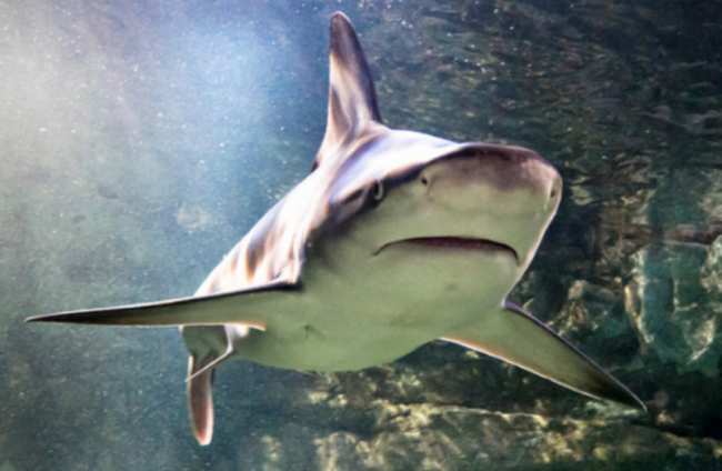 New Bray aquarium to open in former Sea Life building, which closed in 2023