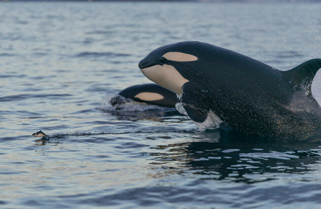 Orcas spotted grooming each other with seaweed in first evidence of ...