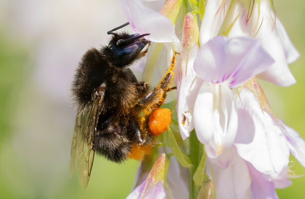Opinion: Forget 'save the honeybees', there are so many other bees in ...
