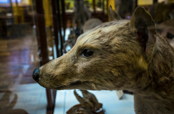 Quiz: Can you name these extinct animals? · TheJournal.ie