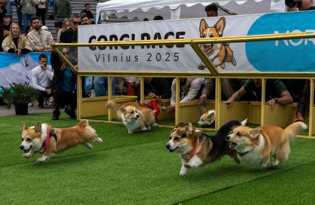 Thousands gather for international corgi race · TheJournal.ie